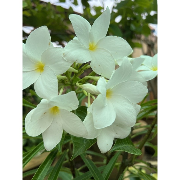 Kemboja bunga puteh fresh cutting(3cutting) | Shopee Malaysia