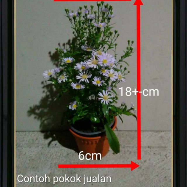 Pokok Bunga aster putih selapis (pokok bunga hidup) | Shopee Malaysia