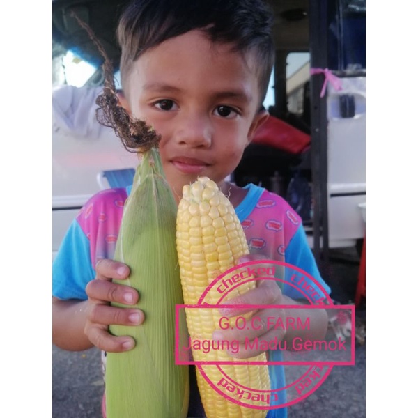 Jagung Madu Manis Gemok dari Farm Viona | Shopee Malaysia