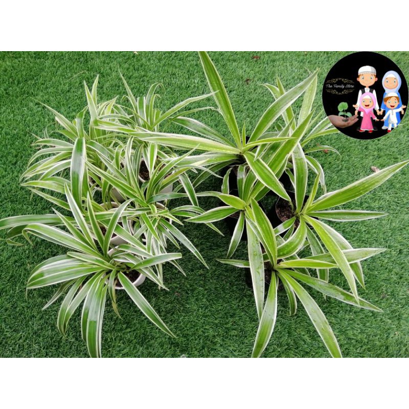 Anak Pokok Spider Plant (Chlorophytum laxum / comosum) | Shopee Malaysia