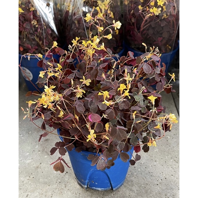 MC - OXALIS VULCSNICOLA 'Zinfandel' 酢浆草 | Shopee Malaysia