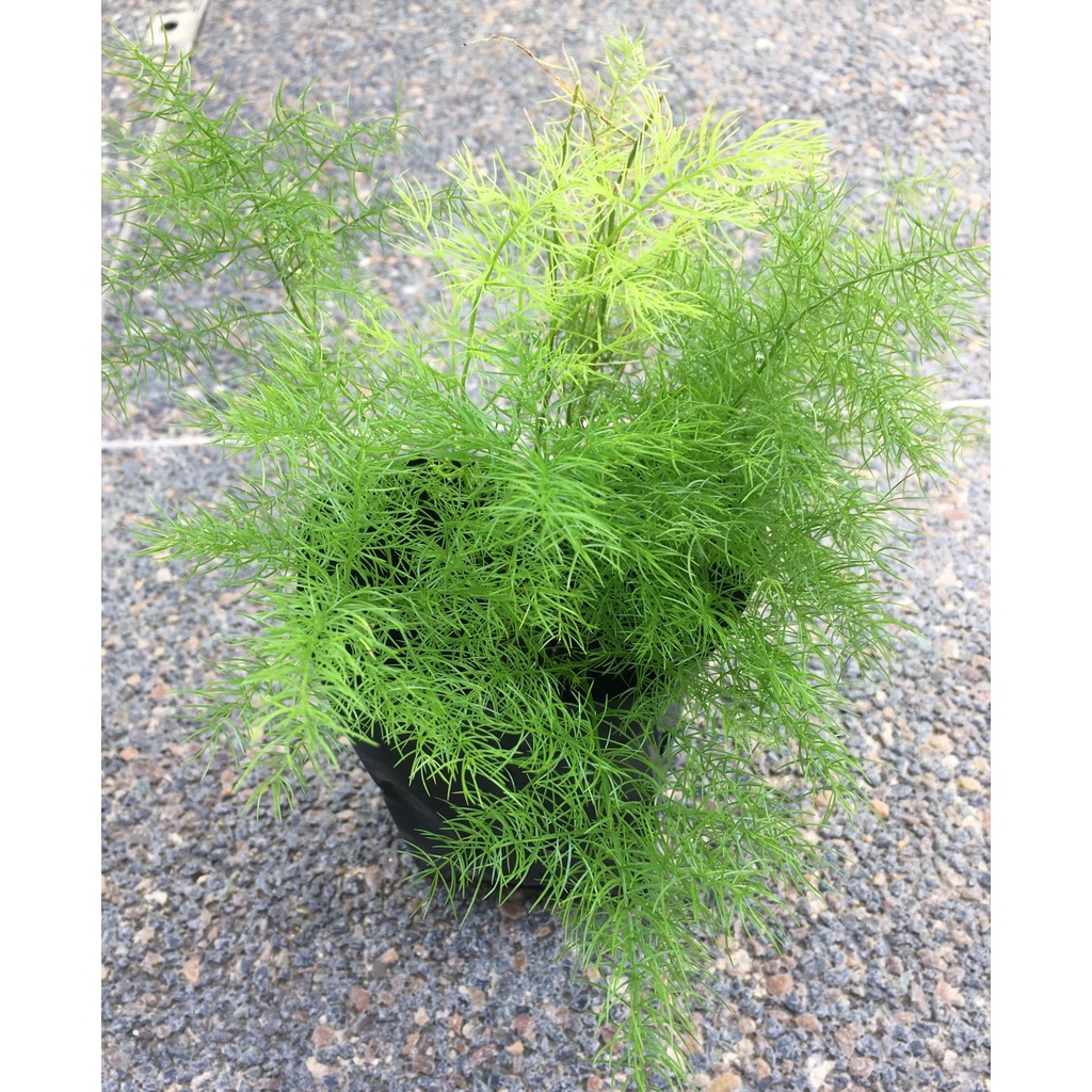 the mimiq shop real plant asparagus fern densiflorus | Shopee Malaysia