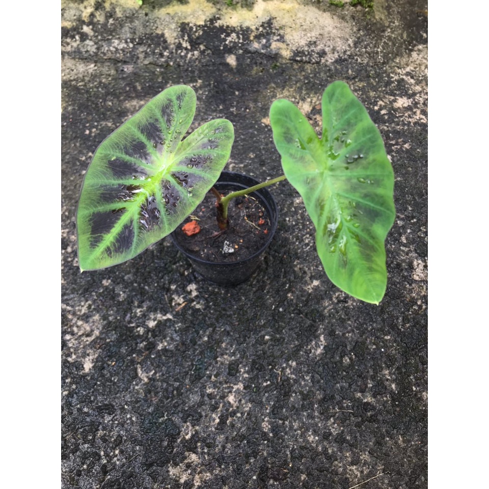 Colocasia Aloha | Colocasia Esculenta 'Aloha' | Elephant Ear Plant ...