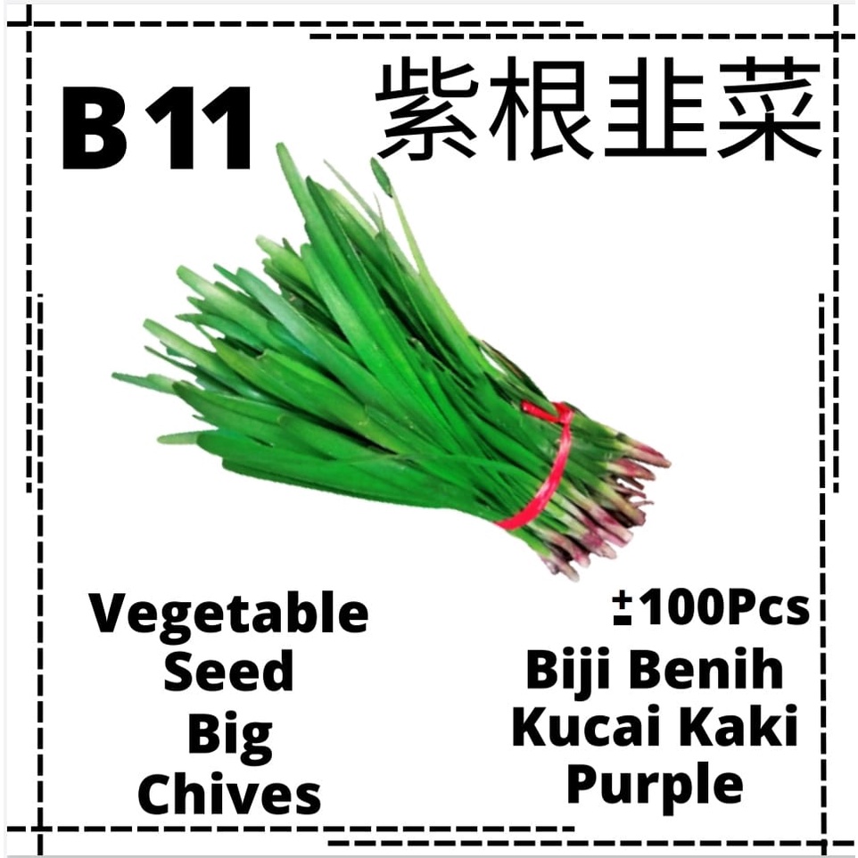 Kailan Kangkung Sawi Japanese Salad Biji Benih Vege Sayur sayuran ...