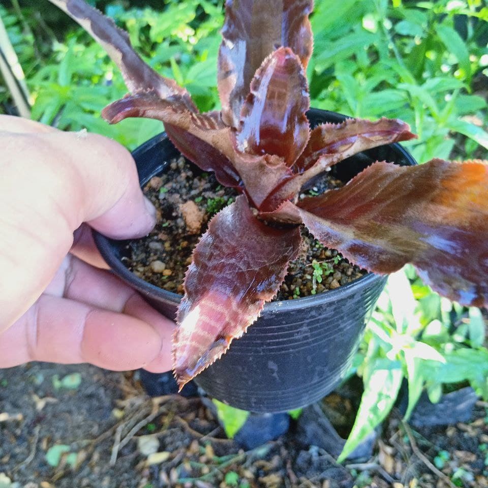 Readystock!!!!BROMELIAD- CRYPTANTHUS- EARTH STAR PLANT-POKOK BROMELIAD ...