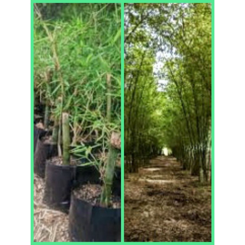 Anak pokok buluh madu | Shopee Malaysia