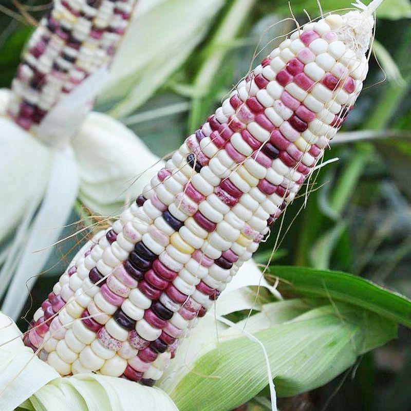 🌽10 Biji Benih🌽Jagung pulut putih＆ungu 超甜彩糯米玉米 | Shopee Malaysia