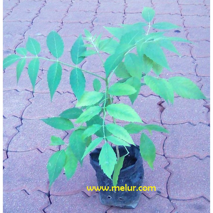 ANOR - Anak Pokok Melada Pahit | Shopee Malaysia