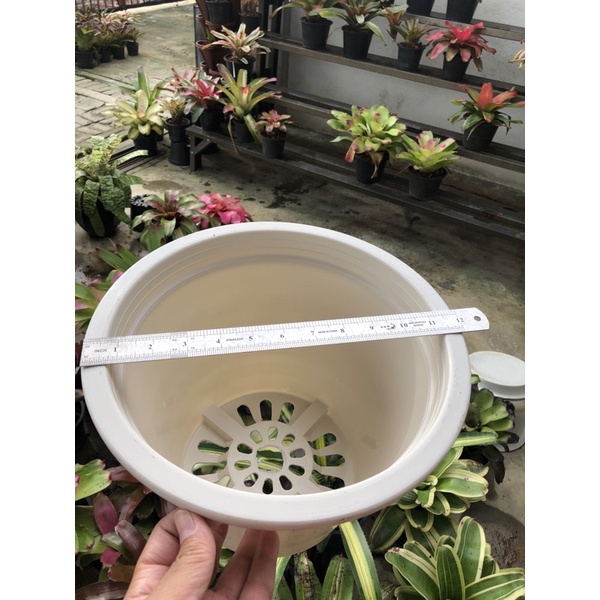 🔥pasu putih thailand 10" & 12"🔥 | Shopee Malaysia