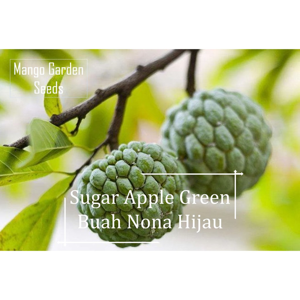 Green Sugar Apple Fruits Seeds - 10 Seed *Big Pot Friendly* - Benih ...