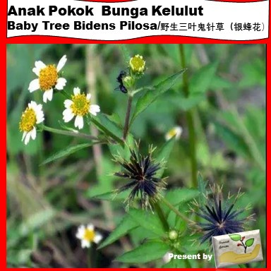 Anak Pokok Bunga Kelulut Baby Tree Bidens Pilosa/野生三叶鬼针草（银蜂花） | Shopee ...