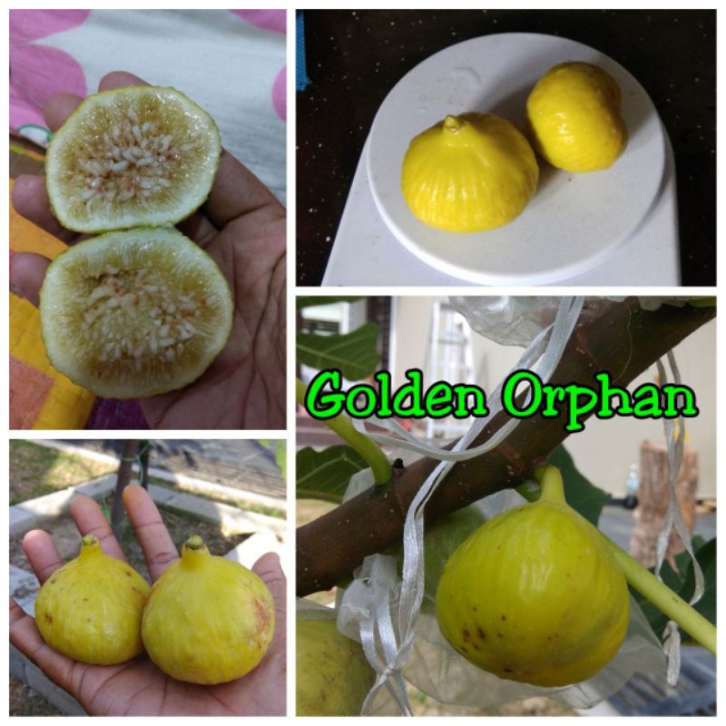 Anak Pokok Tin / Fig ( Golden Orphan / Jin Ao Feng ) | Shopee Malaysia