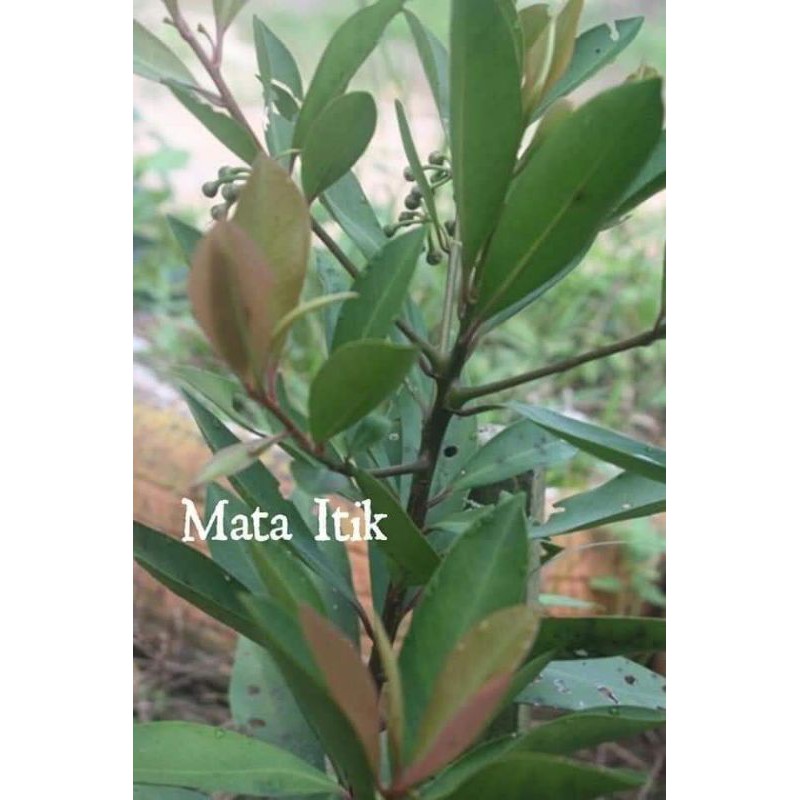 anak Pokok ulam | mata itik / cempenai / penar | Shopee Malaysia