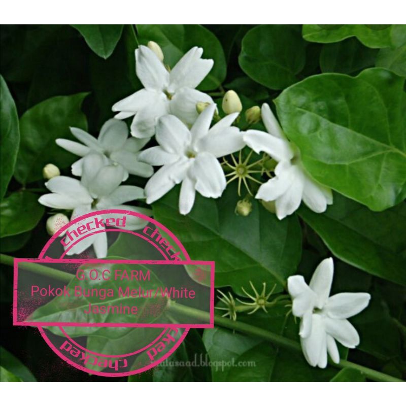 Anak Pokok Bunga Melur/White Jasmine | Shopee Malaysia