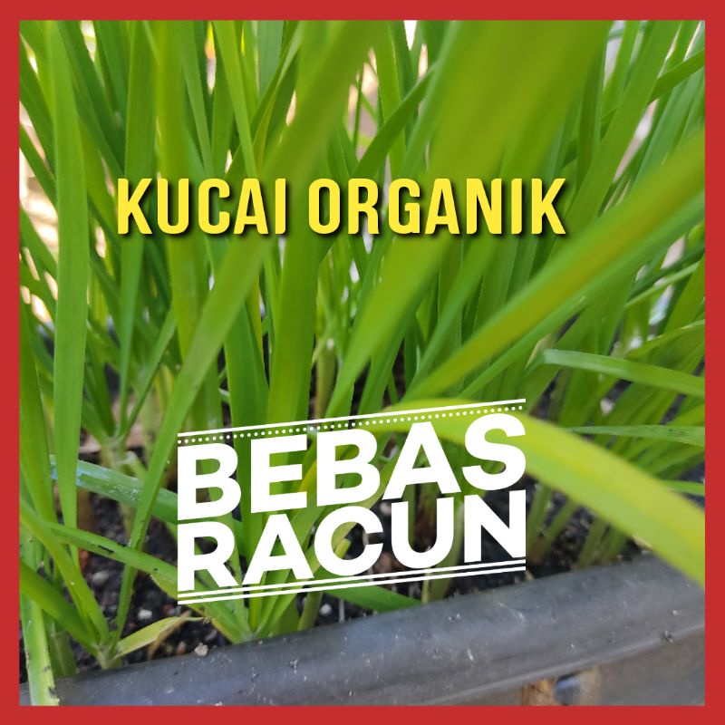 SEPOKOK KUCAI (ORGANIK) | MUDAH TUMBUH (BEBAS RACUN) RM1 - Sepokok ...