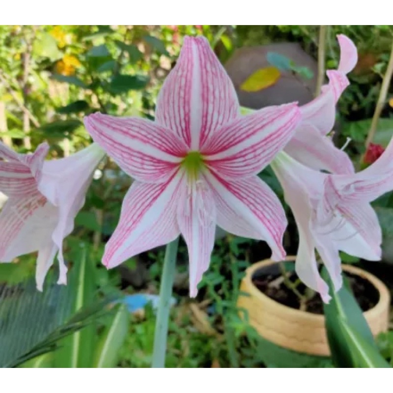 Pokok Lily Belladonna ( Pink ) | Shopee Malaysia