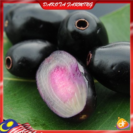 Anak Pokok Keriang Dot Rare Anak Pokok Jambu Arang Pokok Rare Import ...