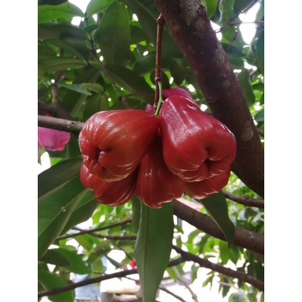 Benih Jambu Air Madu (E3)LOCENG MERAH | Shopee Malaysia