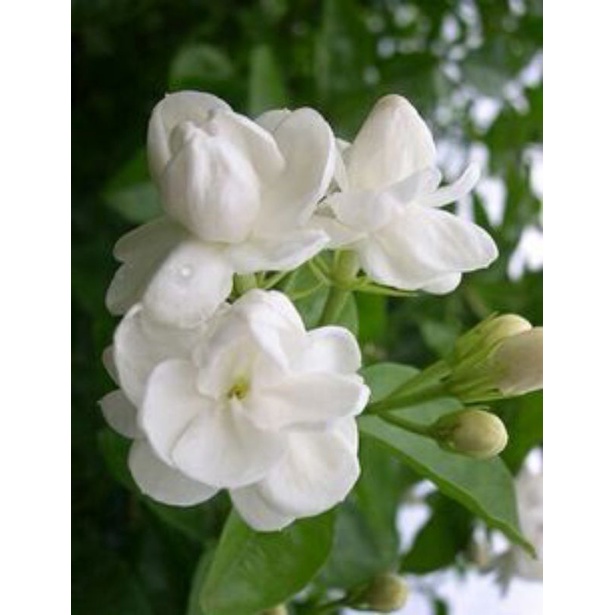 POKOK BUNGA MELUR KAMPUNG 😍 WANGI YANG AMAT | Shopee Malaysia