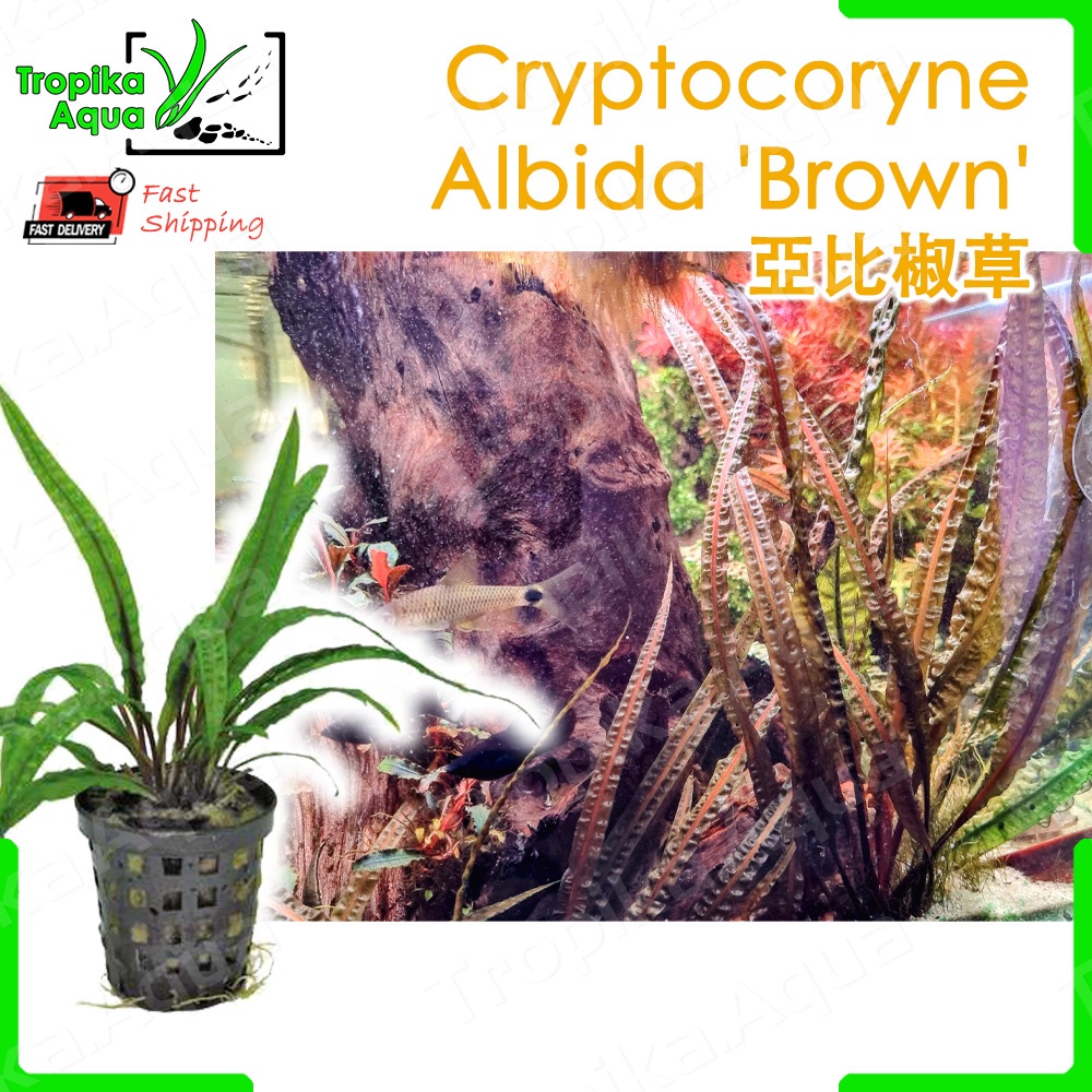 Cryptocoryne Balansae 皱边椒草 (crypt crispatula) - aquarium aqua plant ...