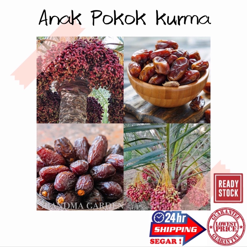 (GG REAL PLANT) Pokok buah kurma ^ madu hybrid kuning merah kualiti ...