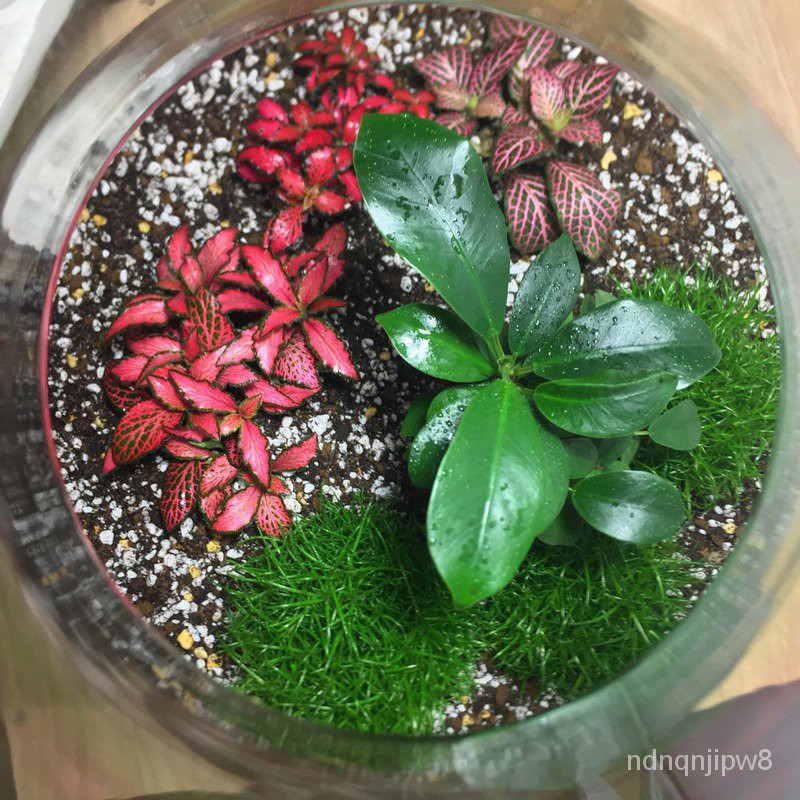Fittonia Plant (just seed) / Pokok Hidup Fittonia EiRC | Shopee Malaysia