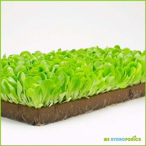 Rockwool Oasis Horticubes [48/72/144/276 CUBES] Hydroponic Aquaponic ...