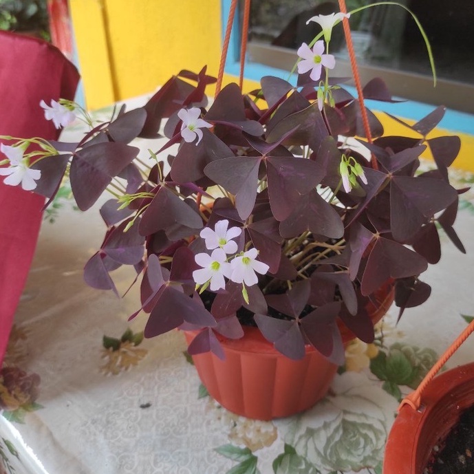 [TA] Pokok rama-rama (oxalis triangularis) | Shopee Malaysia