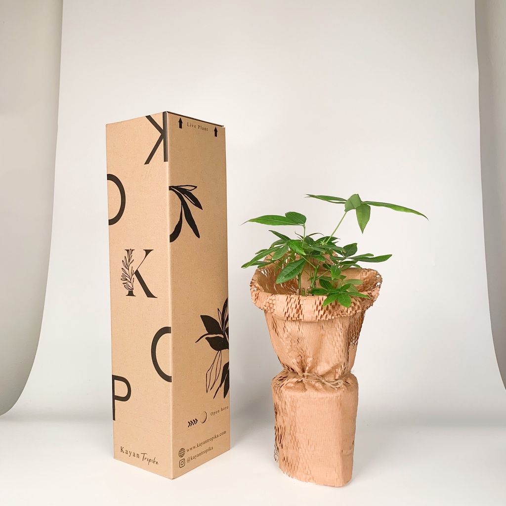 Kayan Tropika Money Tree Pachira Aquatica Pokok indoor indoor plant ...