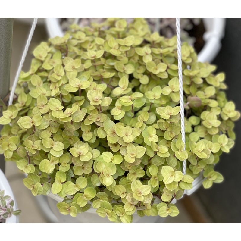 CALLISIA REPENS GOLD sahaja | Shopee Malaysia