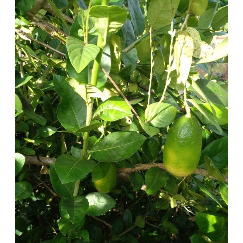 Keratan batang pokok lemon kampung / telur buaya 5 pcs | Shopee Malaysia