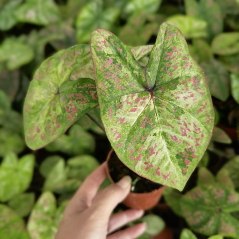 Caladium Jessy Variegated/Red Mix/Starry Night | Shopee Malaysia