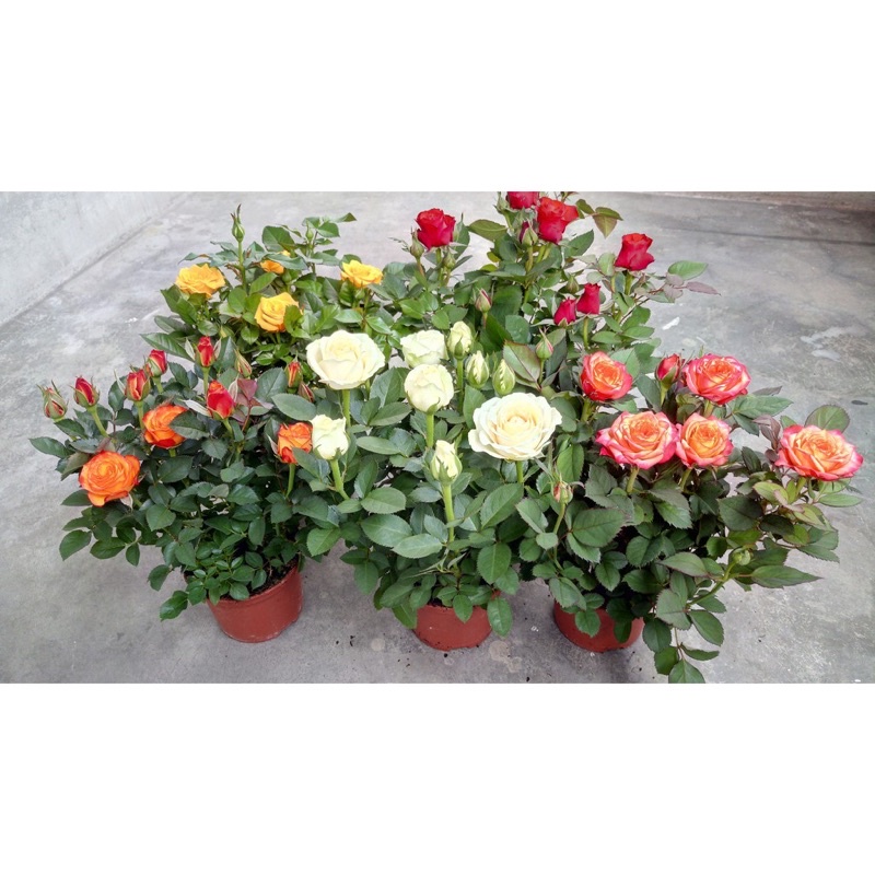 POKOK BUNGA ROSE POKOK RENEK | Shopee Malaysia