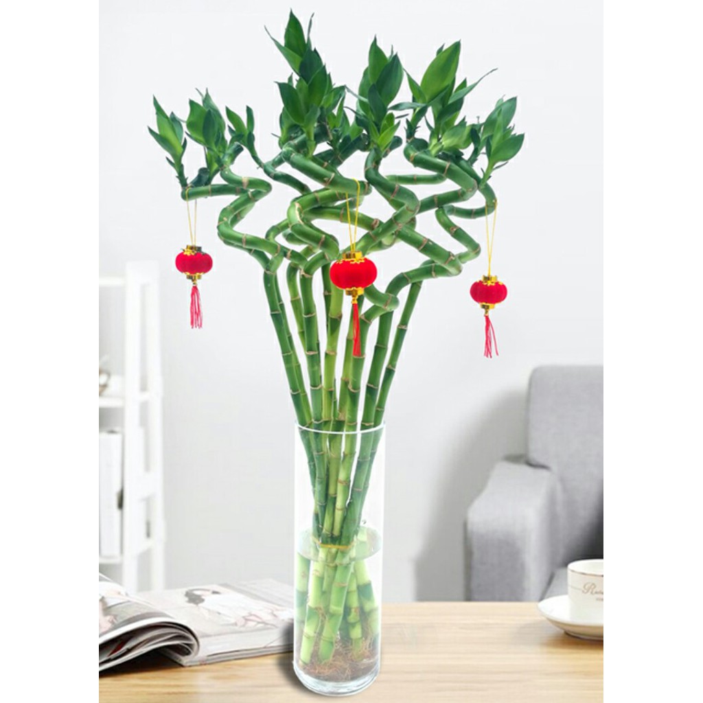 Chinese New Year Lucky Bamboo/Curly Bamboo/ Pokok Fengshui /转运竹/REAL ...