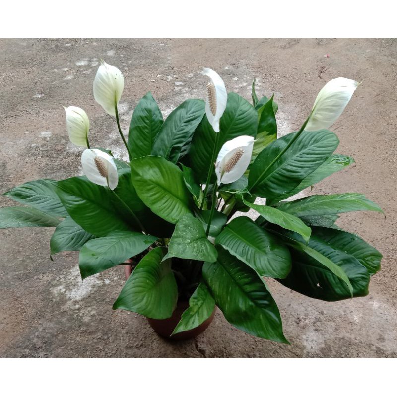 Calathea Lily (Rm9 sepokok) | Shopee Malaysia