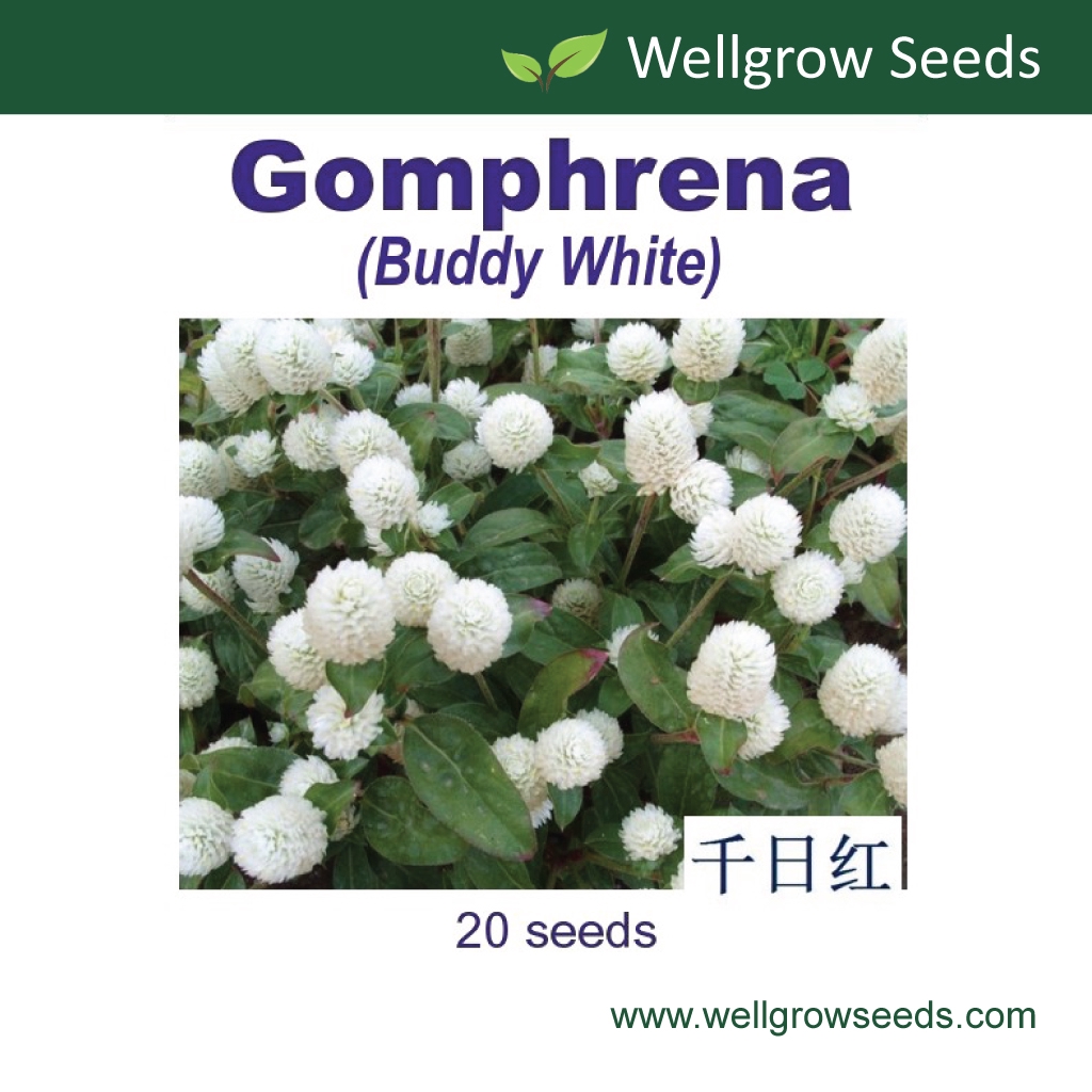 Gomphrena Buddy White (20sds) 千日红：巴迪系列（白色）Bachelor Button Biji Benih ...