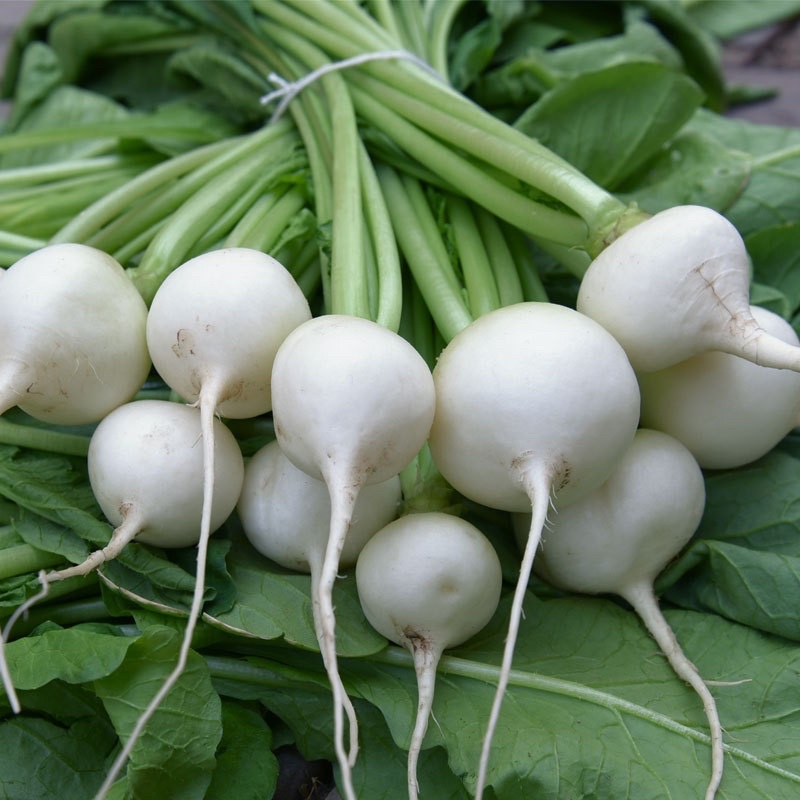 10gram Seed - Snowball White Cherry Belle Radish / Lobak Putih ...