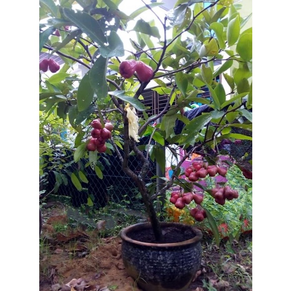 Anak pokok jambu bertih merah, boleh tanam dalam pasu. | Shopee Malaysia