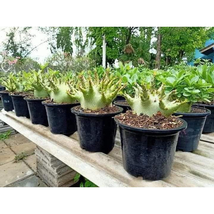10 Biji benih adenium Arabicum | Shopee Malaysia