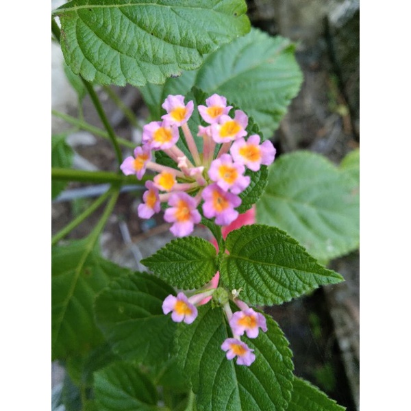pokok bunga Lantana camara/ tahi ayam | Shopee Malaysia