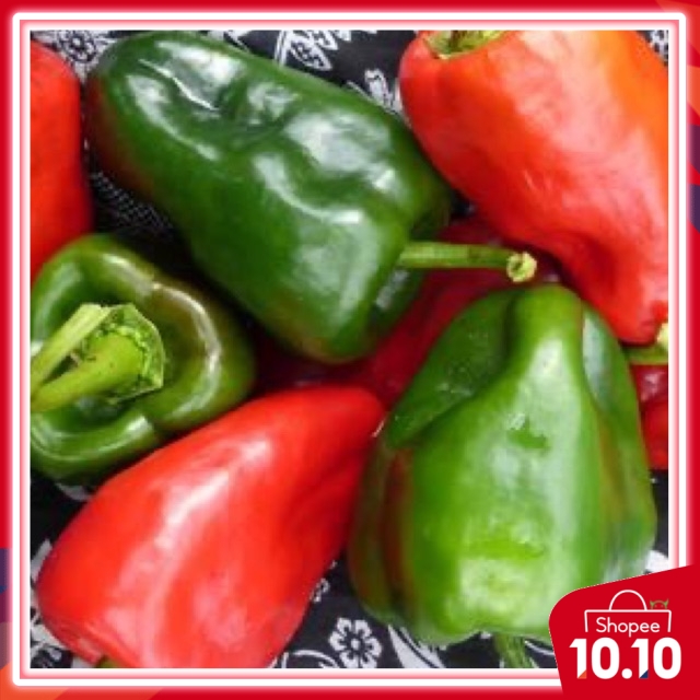 100pcs seeds Repack Ancho Pablano Pepper CILI GEMUK pendek | Shopee ...