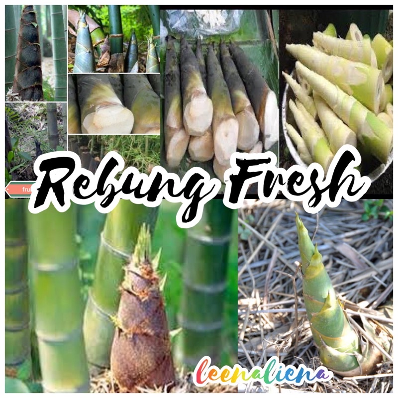 REBUNG SEGAR DARI HUTAN KECIL/BESAR | Shopee Malaysia