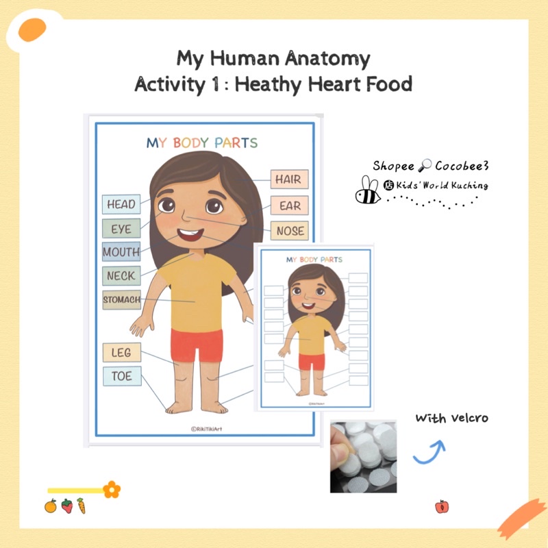 My body parts PDF Kindergarten Science Belajar Badan Preschool English ...