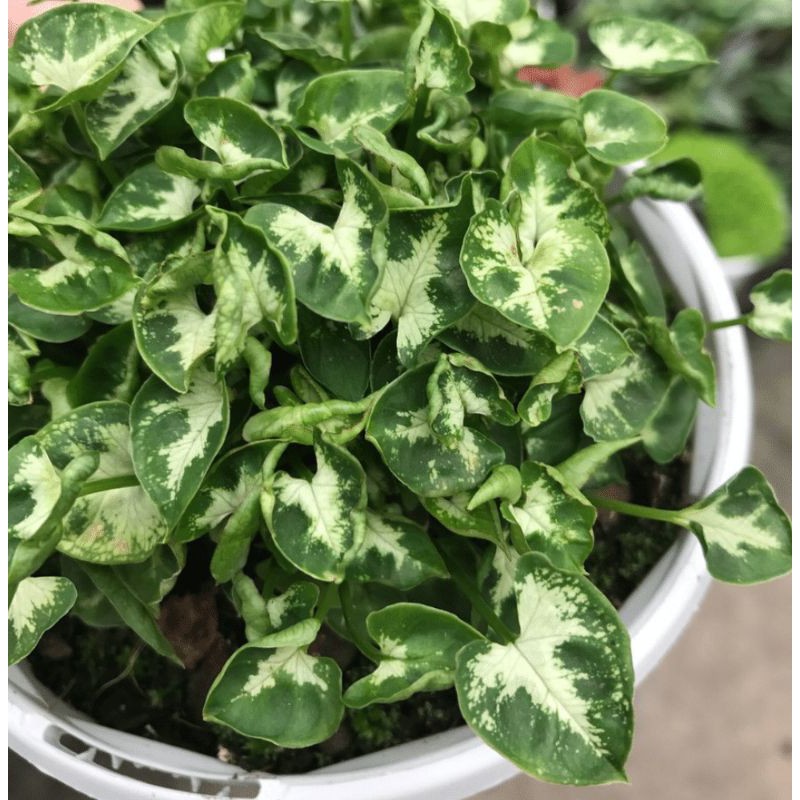 Syngonium Mini Pixie | Arrowhead Plant | Terrarium | Shopee Malaysia