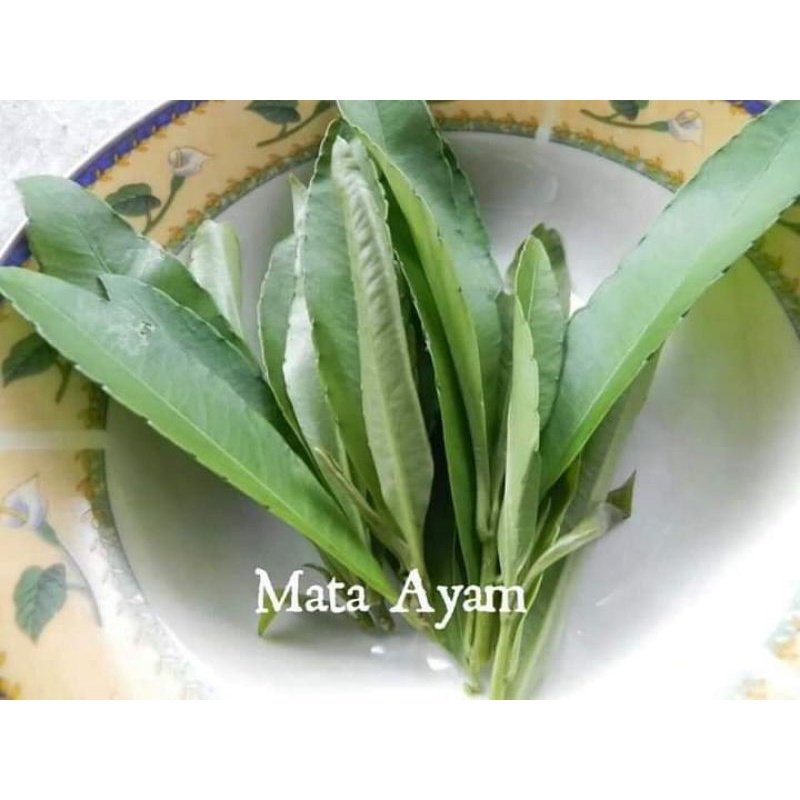 ulam Ulaman (pucuk ulam- gajus, lemak ketam, gajus, mata itik, mata ...