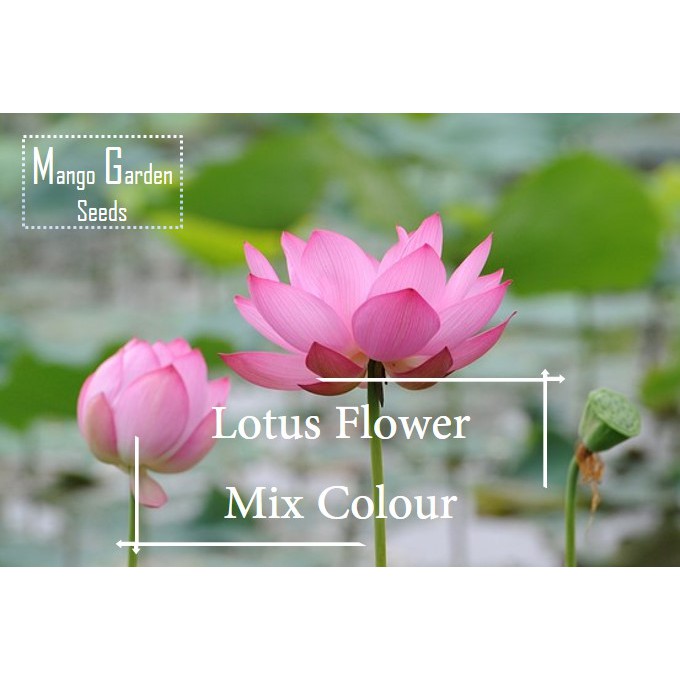 *Easy* Lotus Flower Mix Colour Seeds - 6 Seed *Pot Friendly* Tanam Pasu ...