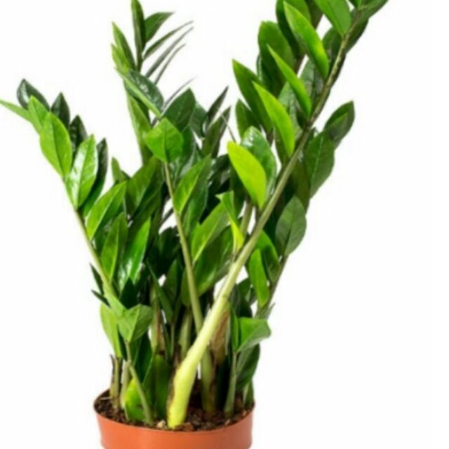 Anak pokok "ong"(duit-duit) | Shopee Malaysia