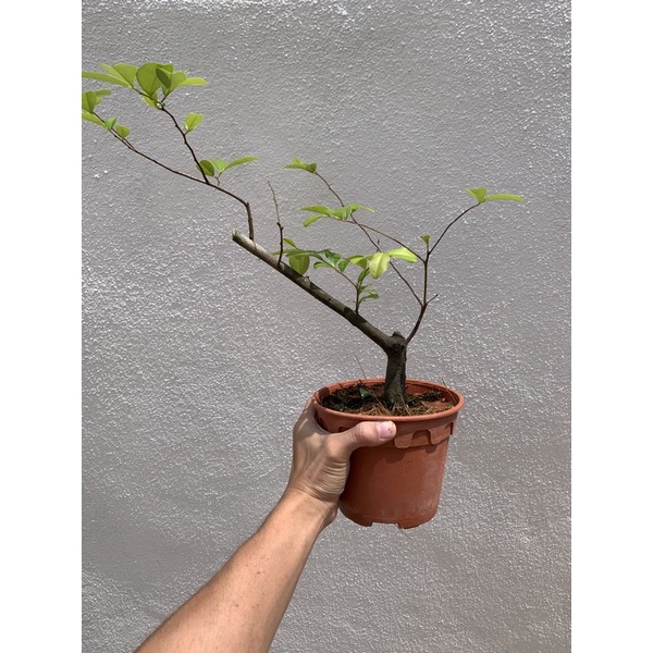 bonsai maba buxifolia | Shopee Malaysia