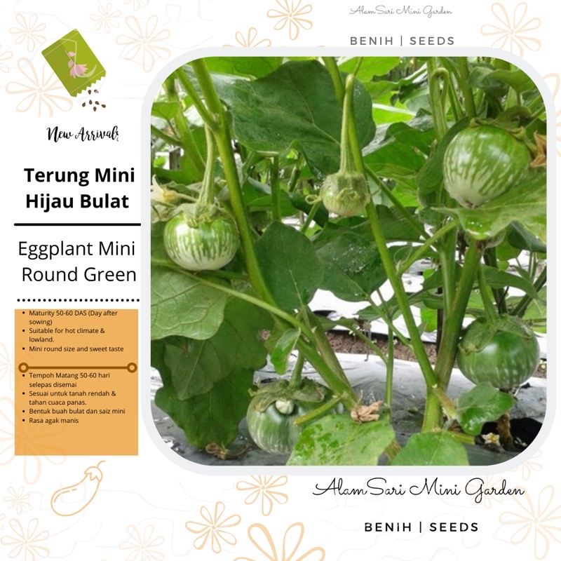 Biji Benih Terung Mini Hijau : 307 Terung Mini Bujur Hijau (Eggplant ...