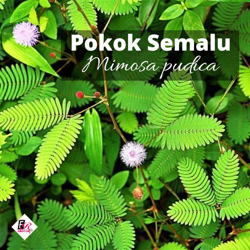 Pokok Semalu Batang Merah- Siap Racik (Akar, Daun & Batang) | Shopee ...